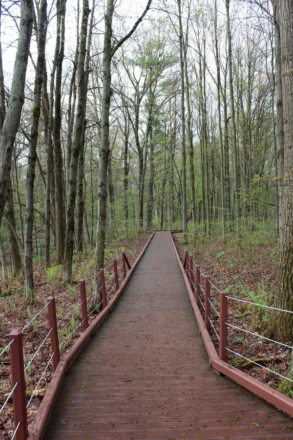 Peaceful Walk in the Woods with Rows of Bare-branched Trees Lining Both ...