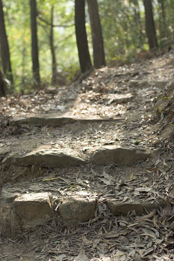 Peaceful Walkway, Beautiful Forest Path at Hk Stock Photo - Image of ...