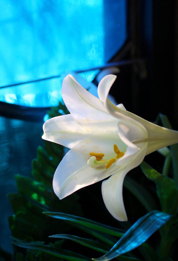 Peaceful White Easter Lily Near a Stained Glass Window in a Church ...