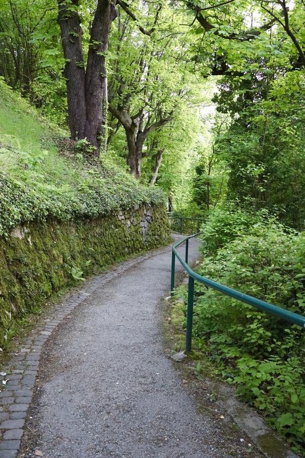 A Peaceful Winding Path through a Green Forest with Trees Stock Photo ...