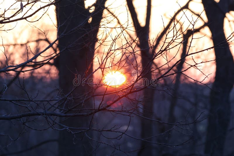 Peaceful Winter Evening, with a Sun Setting Behind Barren Trees and ...