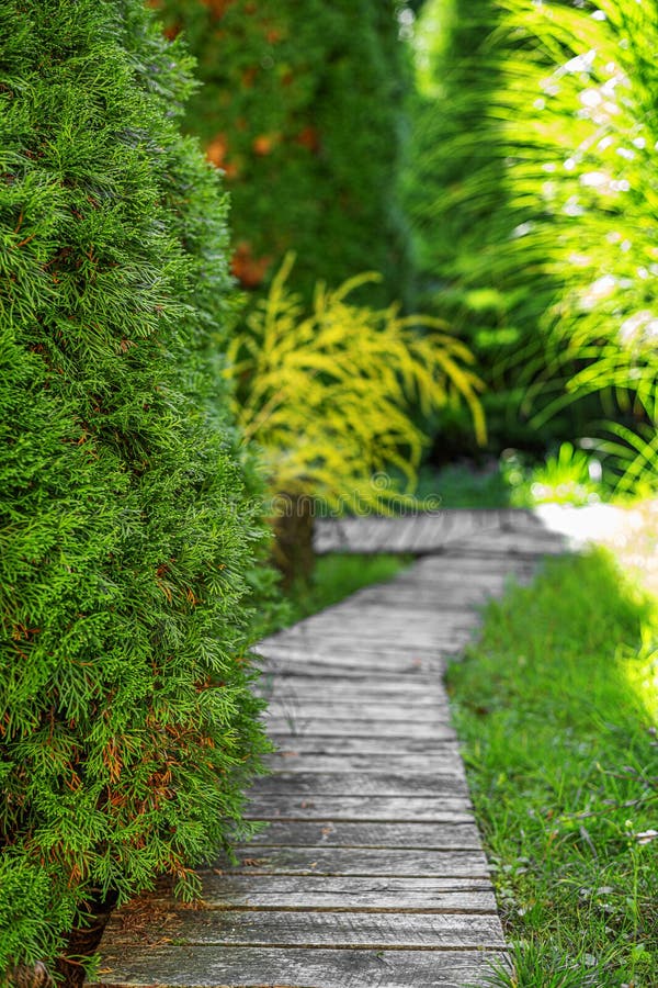 A Peaceful Wooden Garden Path Winds through Lush Greenery Stock Image ...