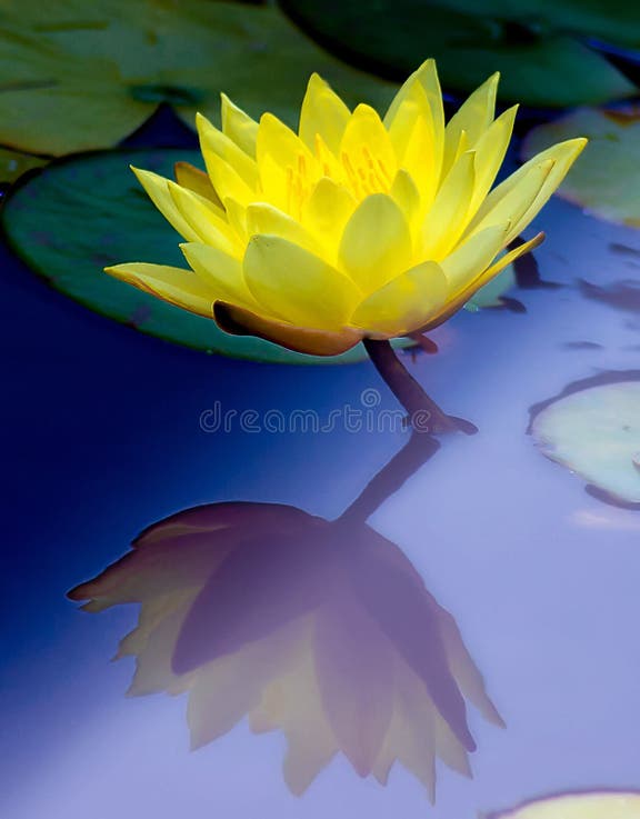 Peaceful Sublime Yellow Lotus with Reflection Stock Image - Image of ...