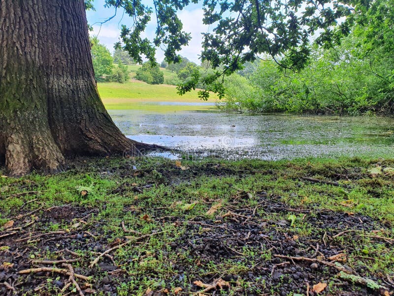 Peacefull nature walk stock photo. Image of garden, wetland - 224124646