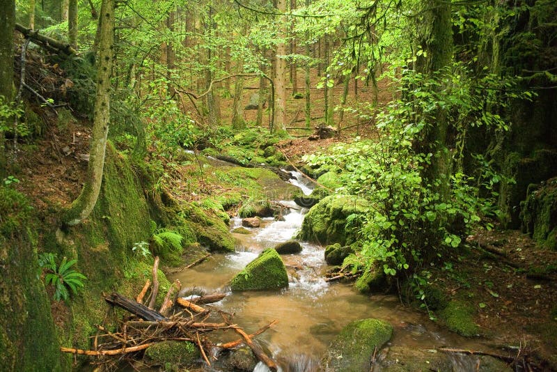 Peacefully Place in Black Forest Stock Image - Image of peace, nature ...