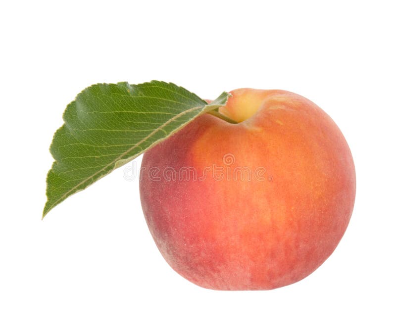 Peach branch stock photo. Image of twig, peach, isolated - 16594994