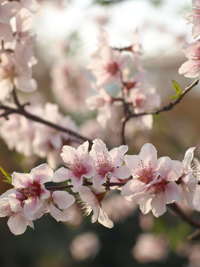 Night scene of Lihu Bridge stock photo. Image of color - 18557202