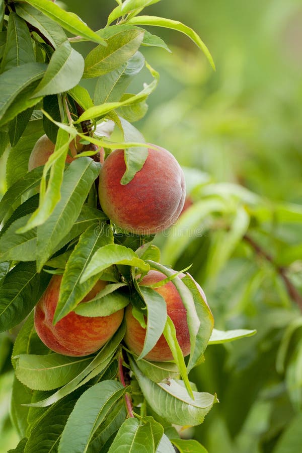 Peach stock photo. Image of fruit, leaf, green, vitamins - 14991184
