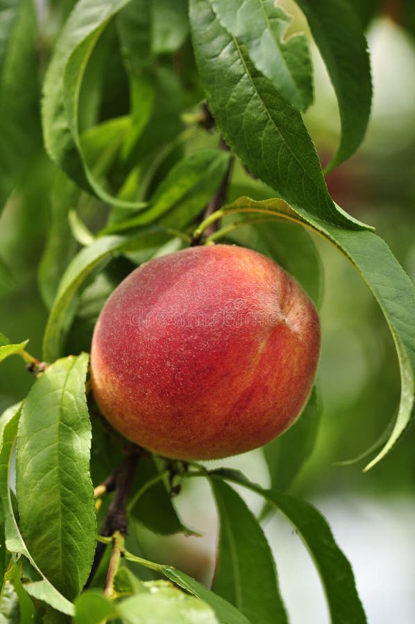 Peaches on Green Background Stock Photo - Image of arbor, crops: 5085234