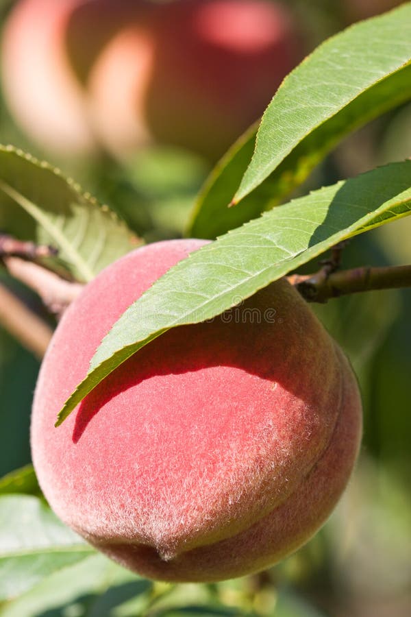 Peach stock image. Image of cultivation, health, grove - 5085333