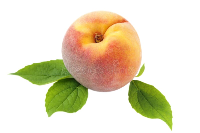 Single peach stock image. Image of food, foliage, cuisine - 5859851