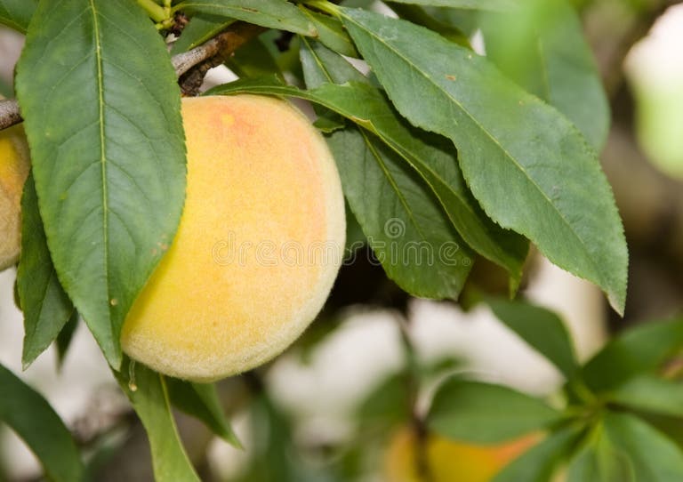 3,863 Peach Fuzz Tease Stock Photos - Free & Royalty-Free Stock Photos ...