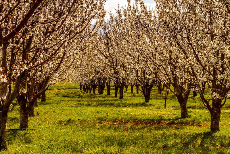 Peach and Apple Orchards in Spring Bloom Stock Photo - Image of ...