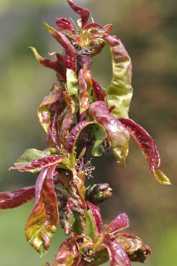 Peach Blister on a Nectarine Tree Stock Image - Image of parasite ...