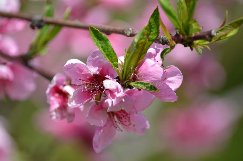 Peach bloom stock photo. Image of green, sunny, sunnyday - 70569834