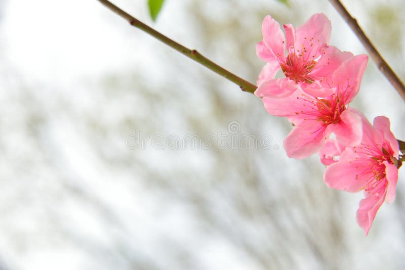 Peach Blooms on a Branch with Blurred Trees in the Background Stock ...