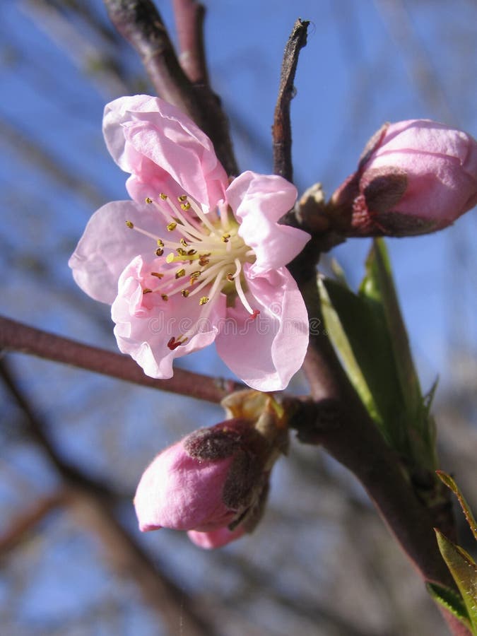 Peach blossom stock image. Image of flowery, green, garden - 13364393