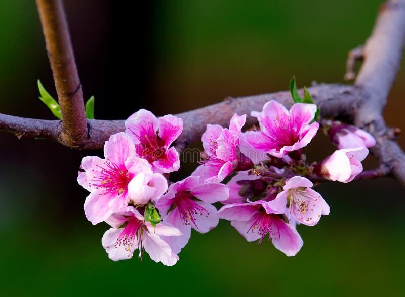 Peach Blossom Stock Images - Image: 14124334