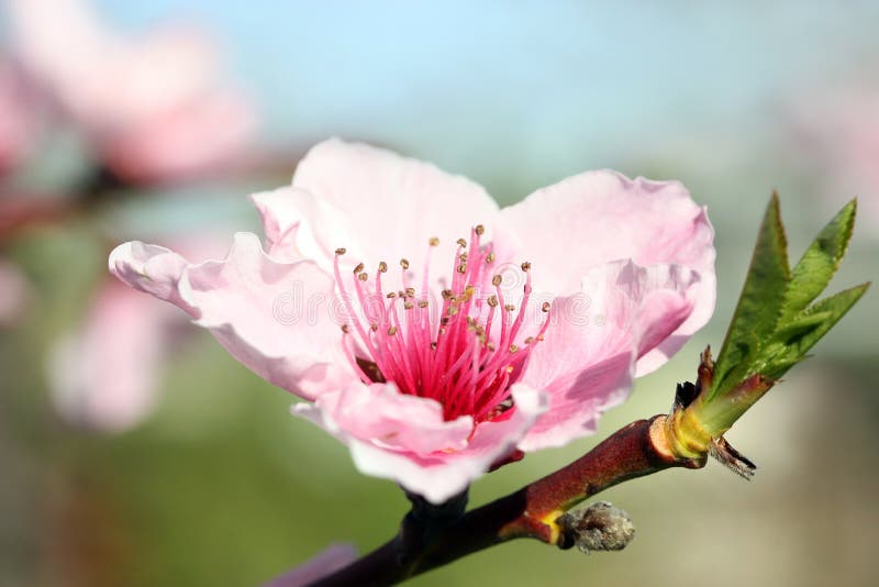 Plum Blossom stock image. Image of macro, plum, focus, flower - 14757