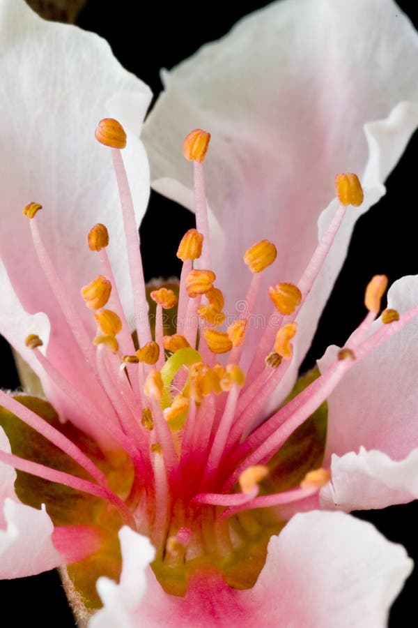 Magnolia grandiflora stock photo. Image of bloom, botany - 833424
