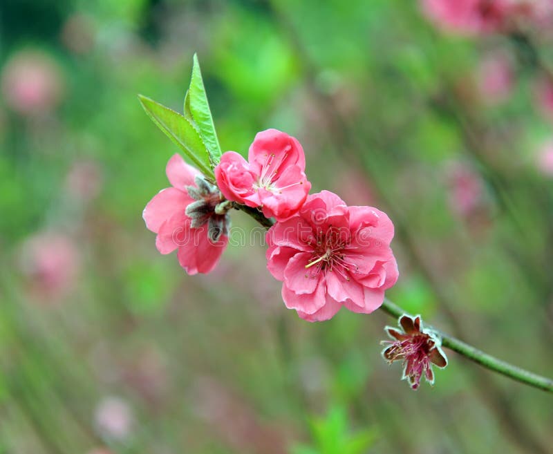 Peach blossom flower stock photo. Image of perfect, petal - 28566594