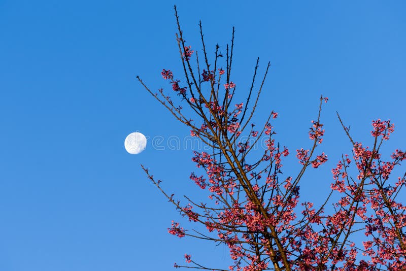 The Flower Moon of May 2020 Seen from Hertford, UK. Stock Image - Image ...