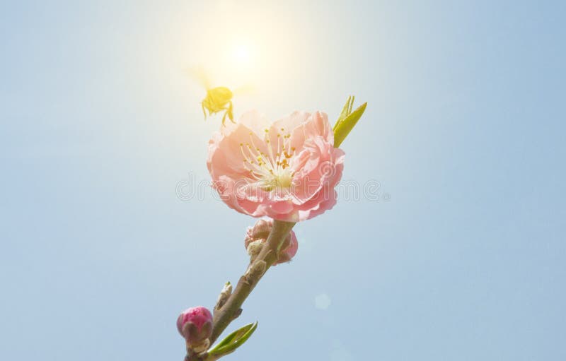 Peach blossom stock photo. Image of outdoor, floral, blooming - 39511638