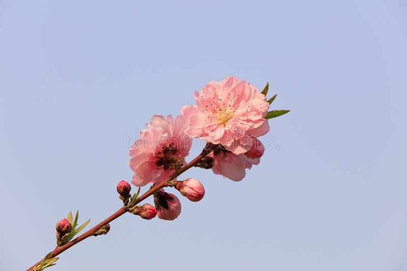 Peach Blossom in Full Bloom, North China Stock Image - Image of orchard ...