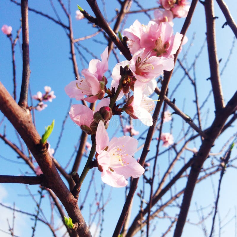 Peach blossom stock photo. Image of flower, bloom, decoration - 71556062