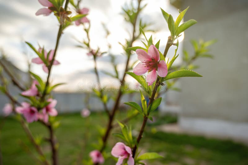 Peach Blossom in the Garden in Spring. Stock Image - Image of flora ...