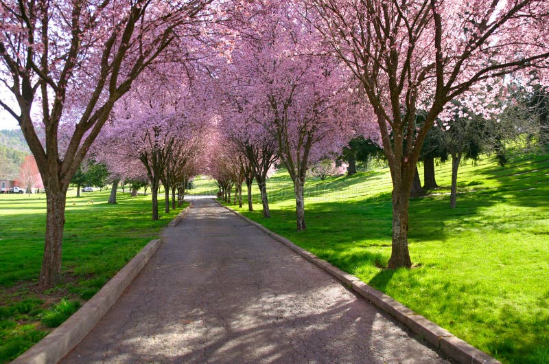 Pink Blossom tree road stock photo. Image of joint, asphalt - 42891878
