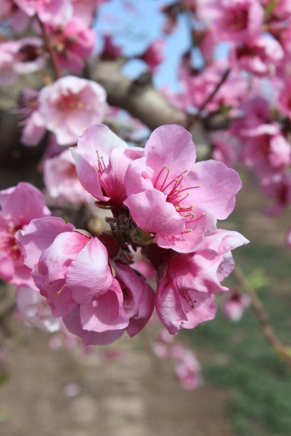 Peach blossom in spring stock photo. Image of season - 244823062