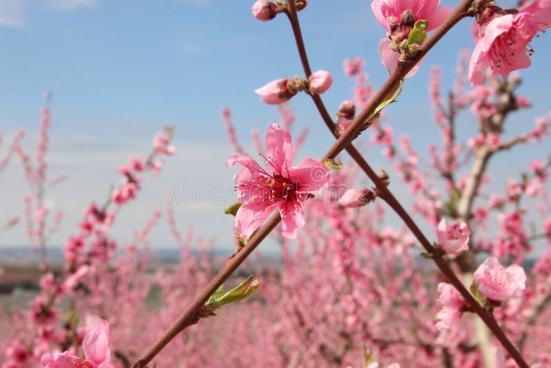 Peach blossom in spring stock image. Image of agriculture - 244823069