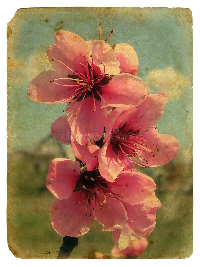 Peach Blossom. Old Postcard. Stock Illustration - Illustration of blank ...