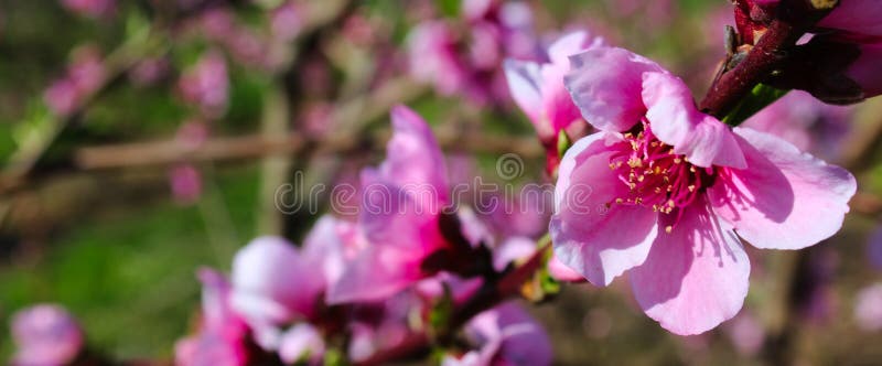 Peach Blossom, Peaches Bloom in Spring Stock Photo - Image of closeup ...