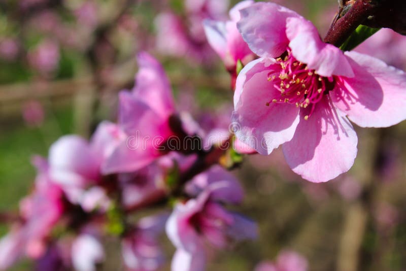 Peach Blossom, Peaches Bloom in Spring Stock Image - Image of green ...