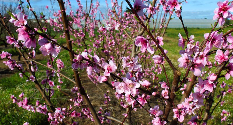 Peach Blossom, Peaches Bloom in Spring Stock Photo - Image of freshness ...