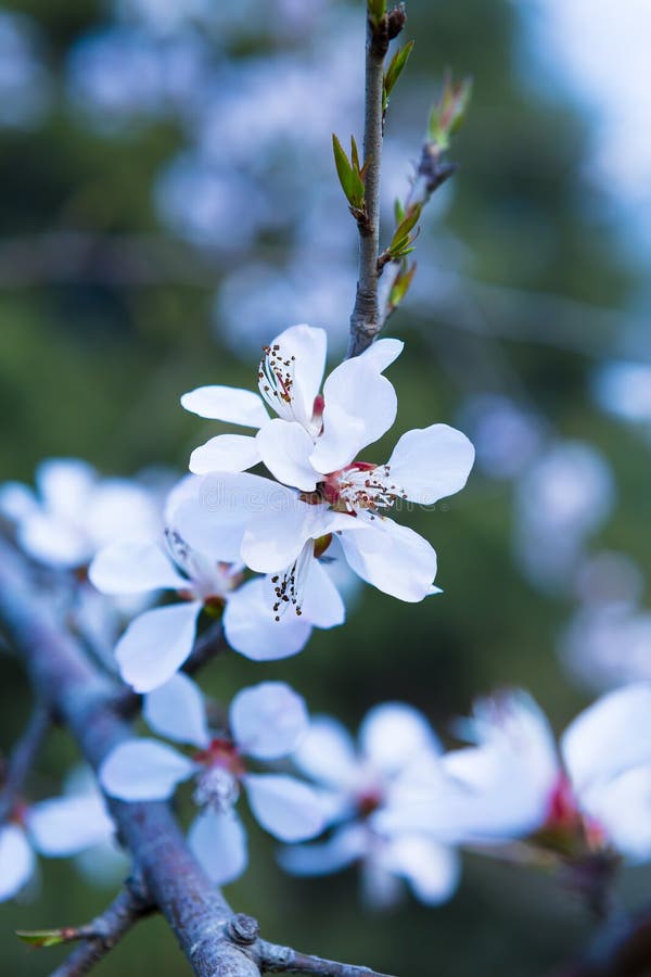 The Peach Blossom, Spring, Beautiful Stock Photo - Image of elegant ...