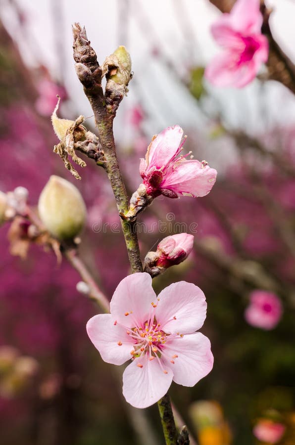 Peach blossom in spring. stock photo. Image of fruit - 52346200