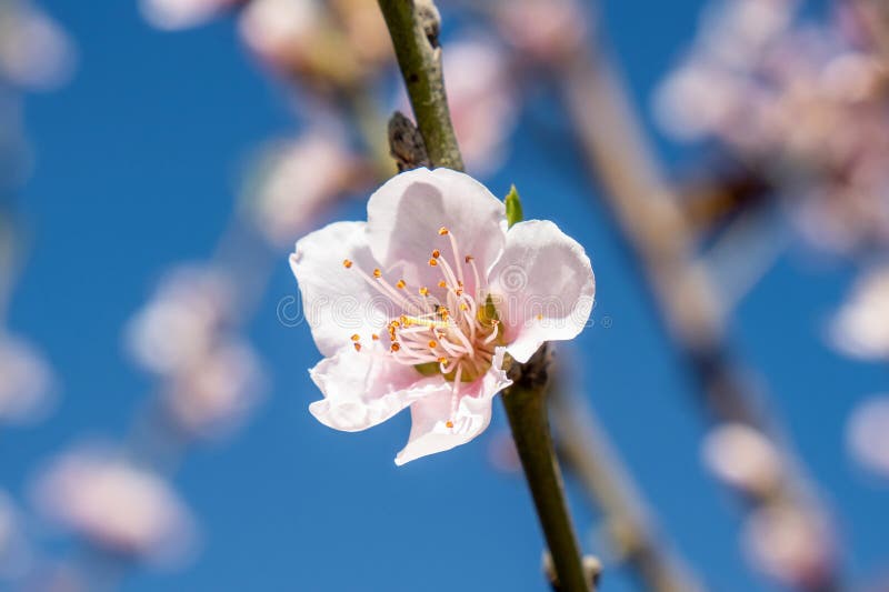 Peach Blossom in Spring, Close-up of Beautiful Pink Flowers Stock Image ...