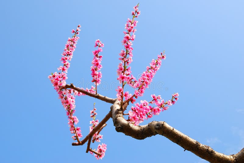Peach blossom stock image. Image of field, land, branch - 29987519