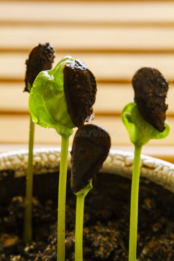 Peach Blossom Tree Sprout Close Up. . Stock Photo - Image of anderson ...