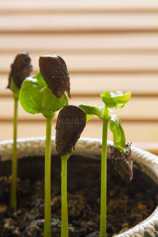 Peach Blossom Tree Sprout Close Up. . Stock Photo - Image of lillian ...