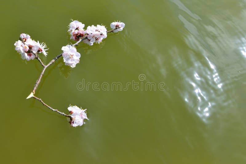 Peach blossom in water stock image. Image of blossom - 31057251
