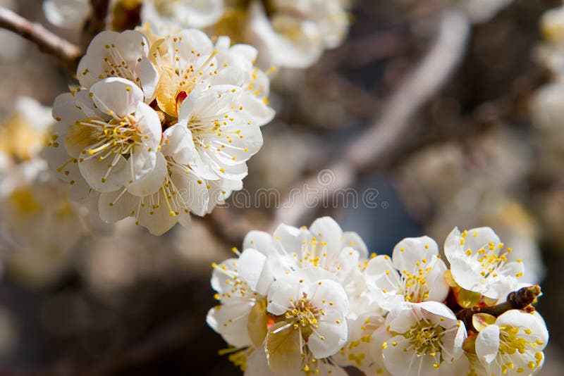 Peach blossoms stock photo. Image of botany, stem, blossom - 2259996