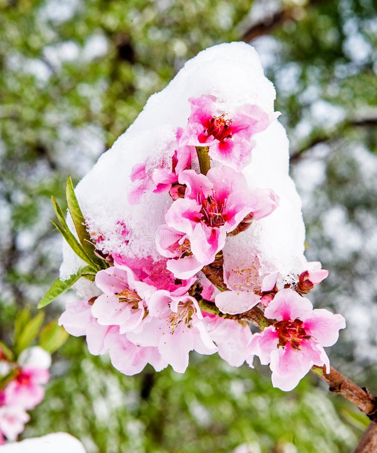 Peach Blossoms Be Covered with Snow Stock Photo - Image of flower ...