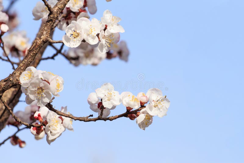 Everything grows in spring stock photo. Image of pure - 113289804