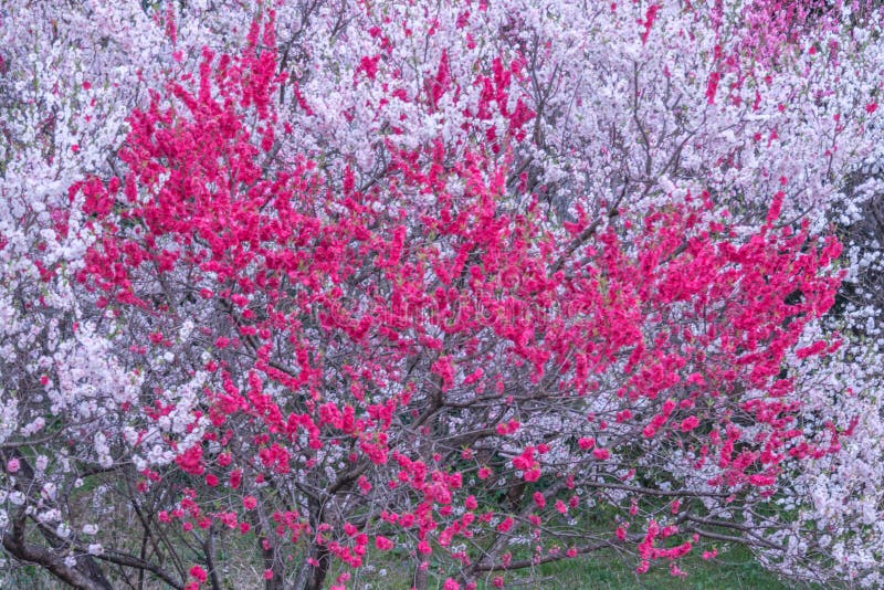 Beautiful Peach Blossoms of Flowering Peach`s Tree Garden Stock Image ...