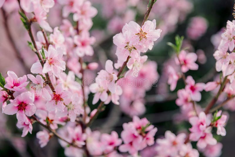 Peach Blossoms in Full Bloom, Delicate Pink Flowers on Branches ...
