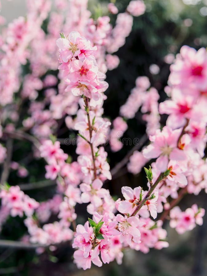 Peach Blossoms in Full Bloom, Pink Flowers on Branches Stock Image ...